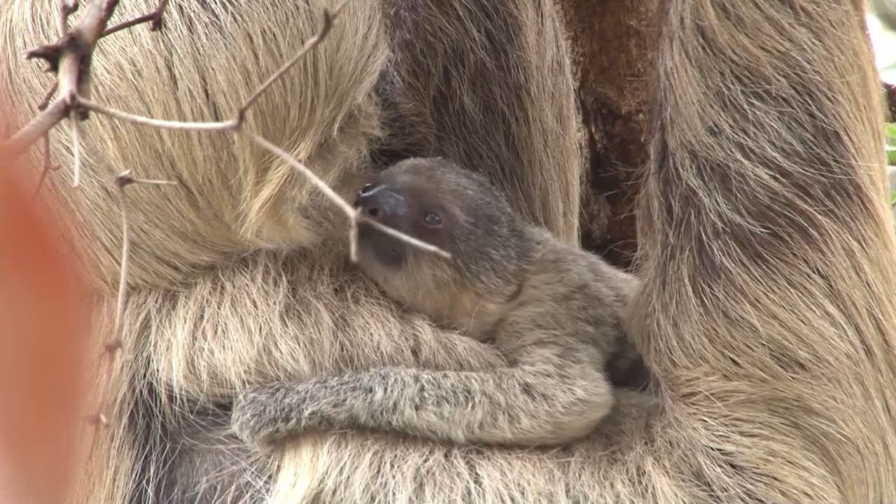 Surprise Baby Sloth Birth at London Zoo - YouTube