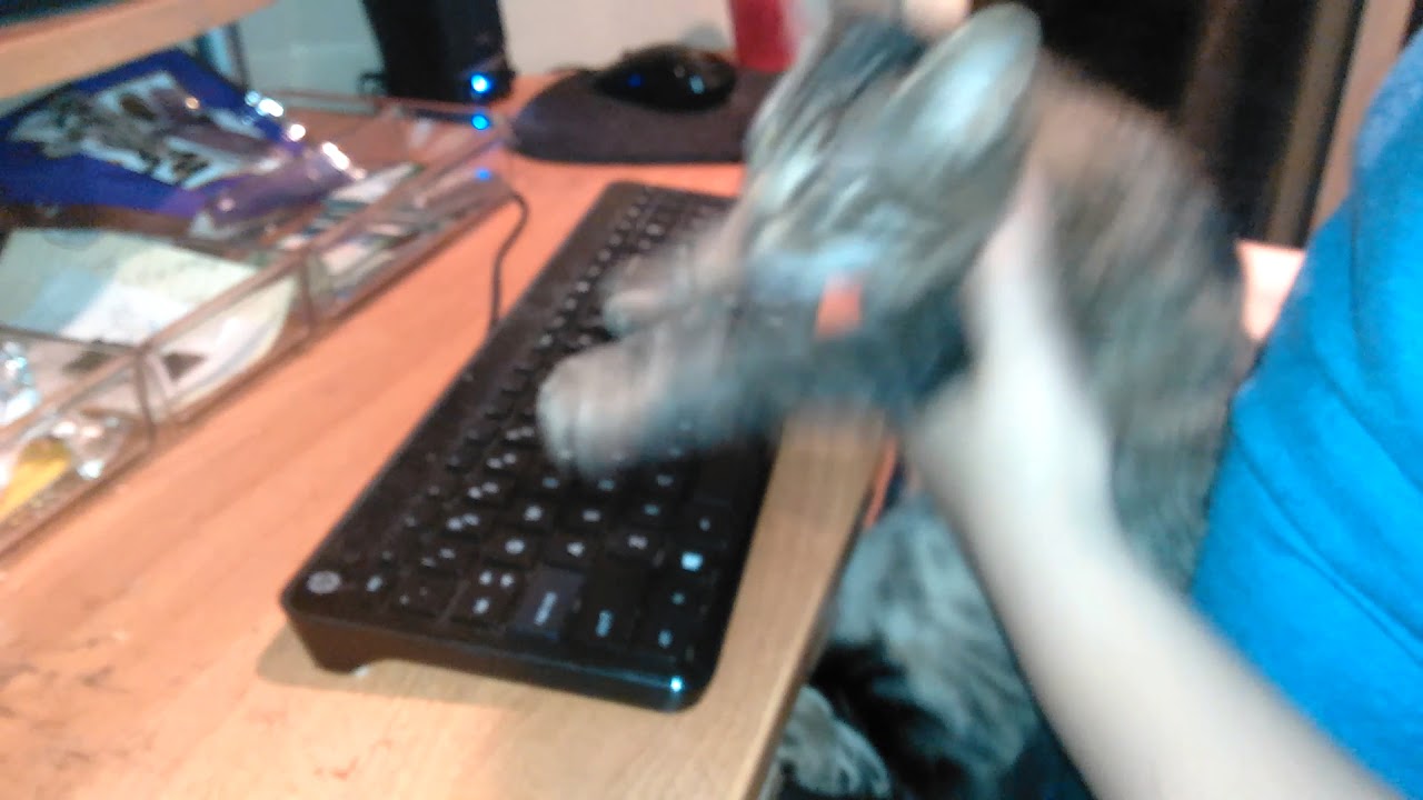 Hacking cat - YouTube