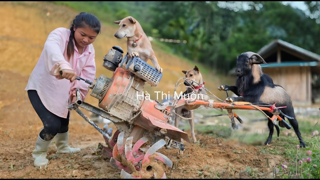 Vietnamese girl plows field with dog and goat to grow vegetables for ...