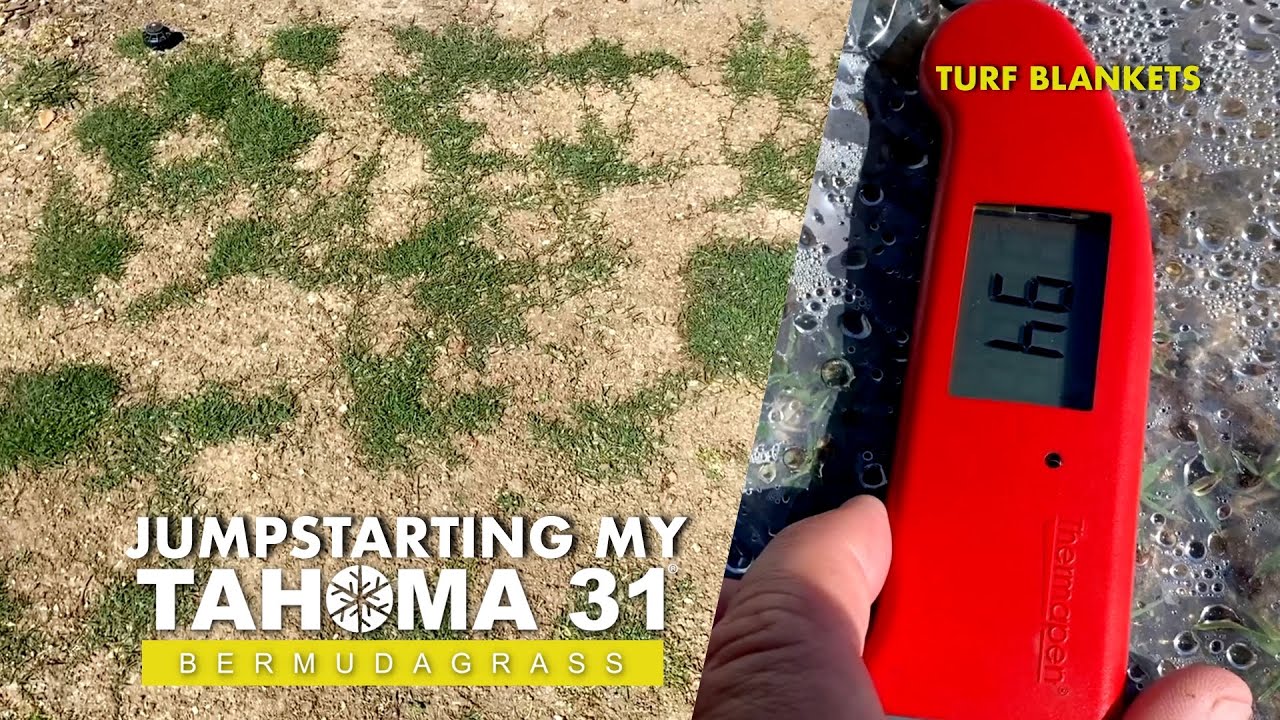 Kickingstarting Tahoma 31 Bermuda grass | Turf Grow Blanket - YouTube
