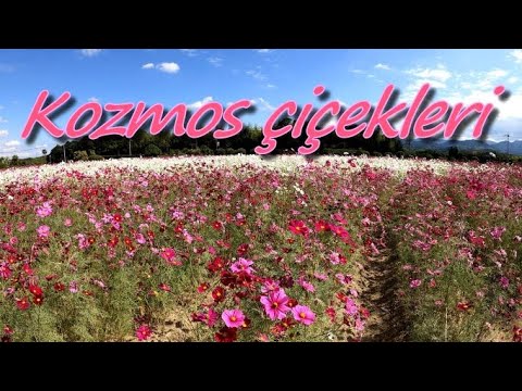Bu sonbaharda açan kozmos çiçekleri