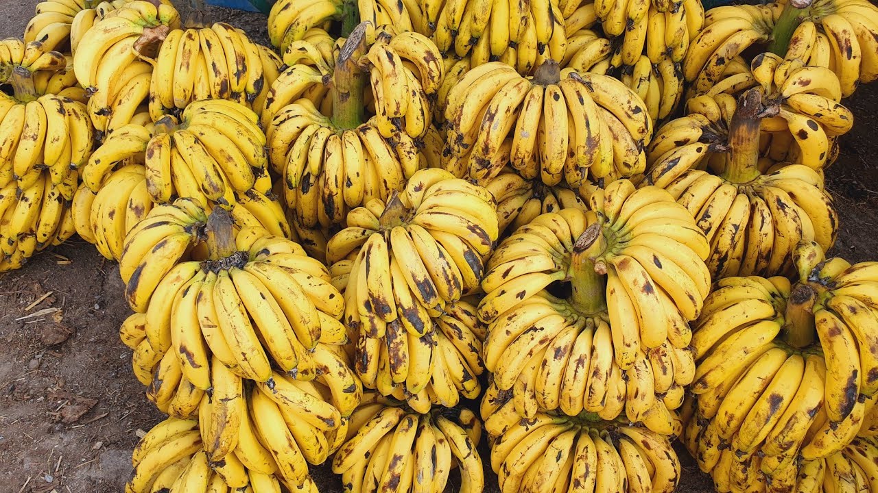 Banana update Islamabad | daily fruit mandi update | Sindh best quality ...