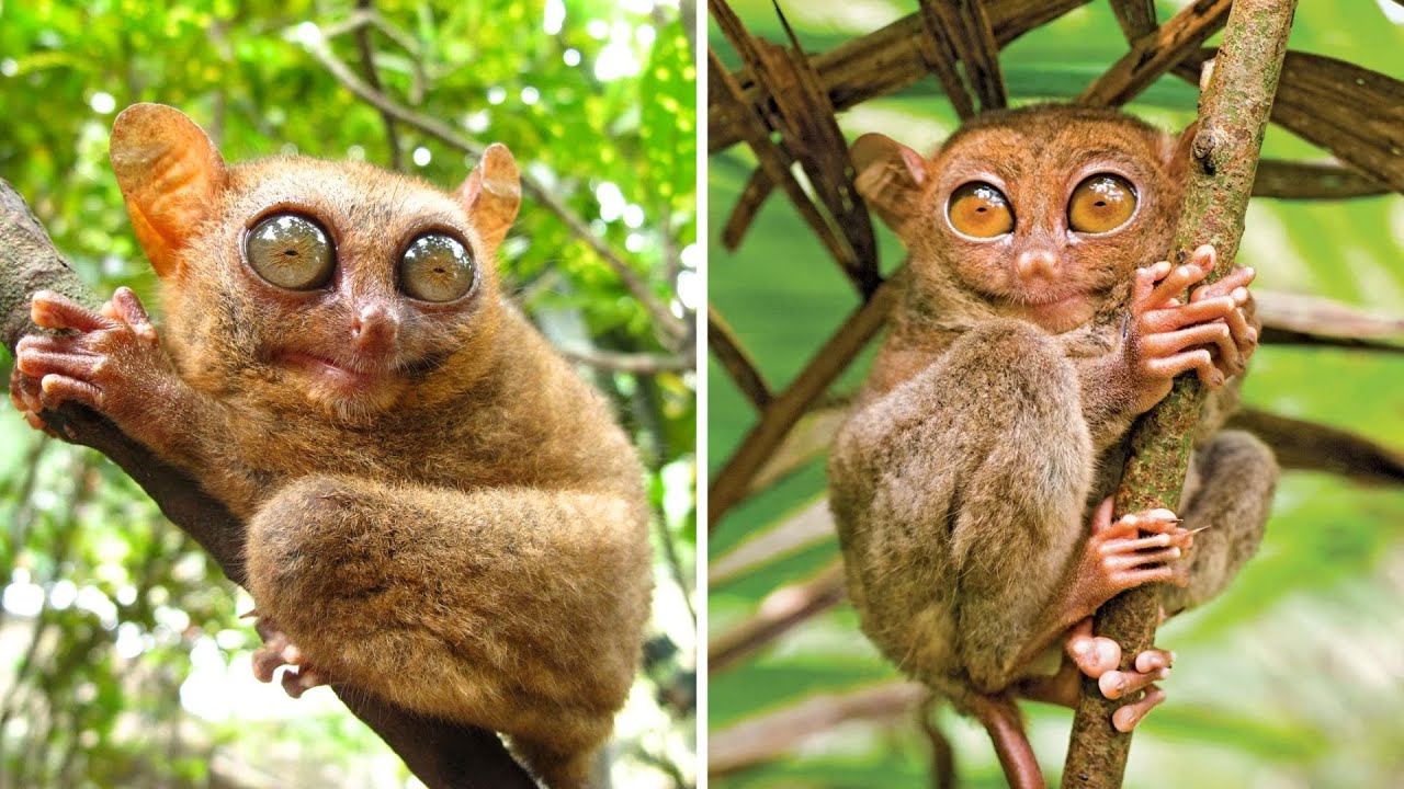 Tarsier 🐒 One Of The Cutest And Rarest Animals In The Wild - YouTube