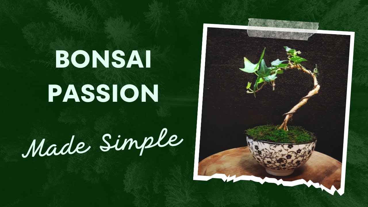 Hedera Helix - Ivy bonsai (Bonsai Diary) #31 - YouTube