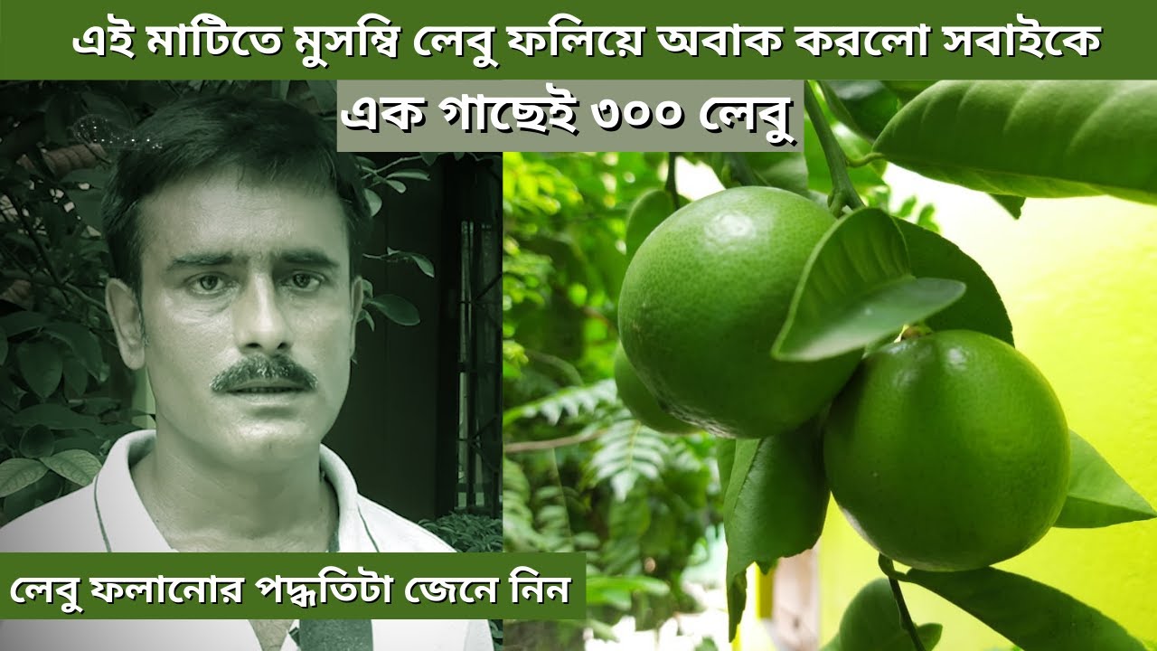 এক গাছেই ৩০০ লেবু।।Mousumi lebu tree।।এই মাটিতে মুসম্বি লেবু।।লেবু ...