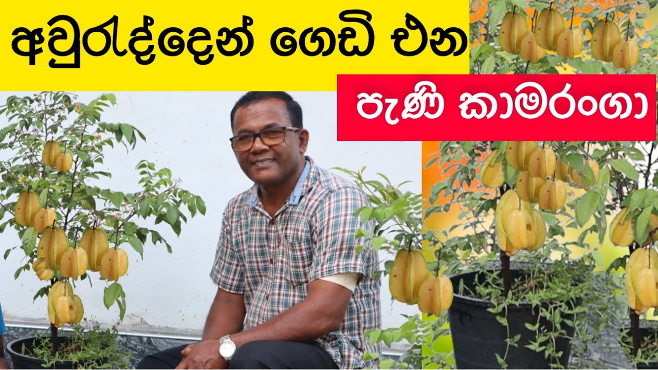 කොලෙස්ටරෝල් අඩු කරන දැනගන කන්න ඕනම පළතුර | Kamaranga | Star Fruit ...