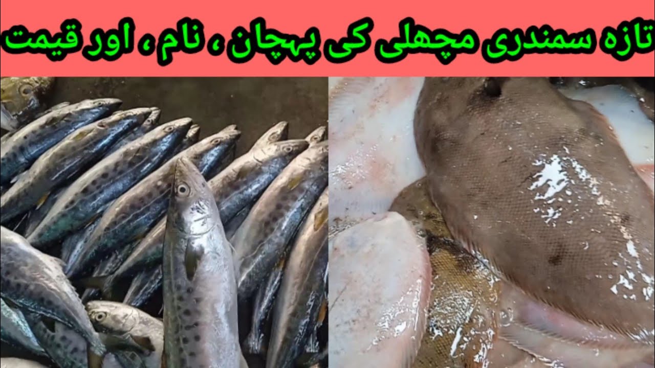 Different types of sea fish video and Thier names and how to check fish ...