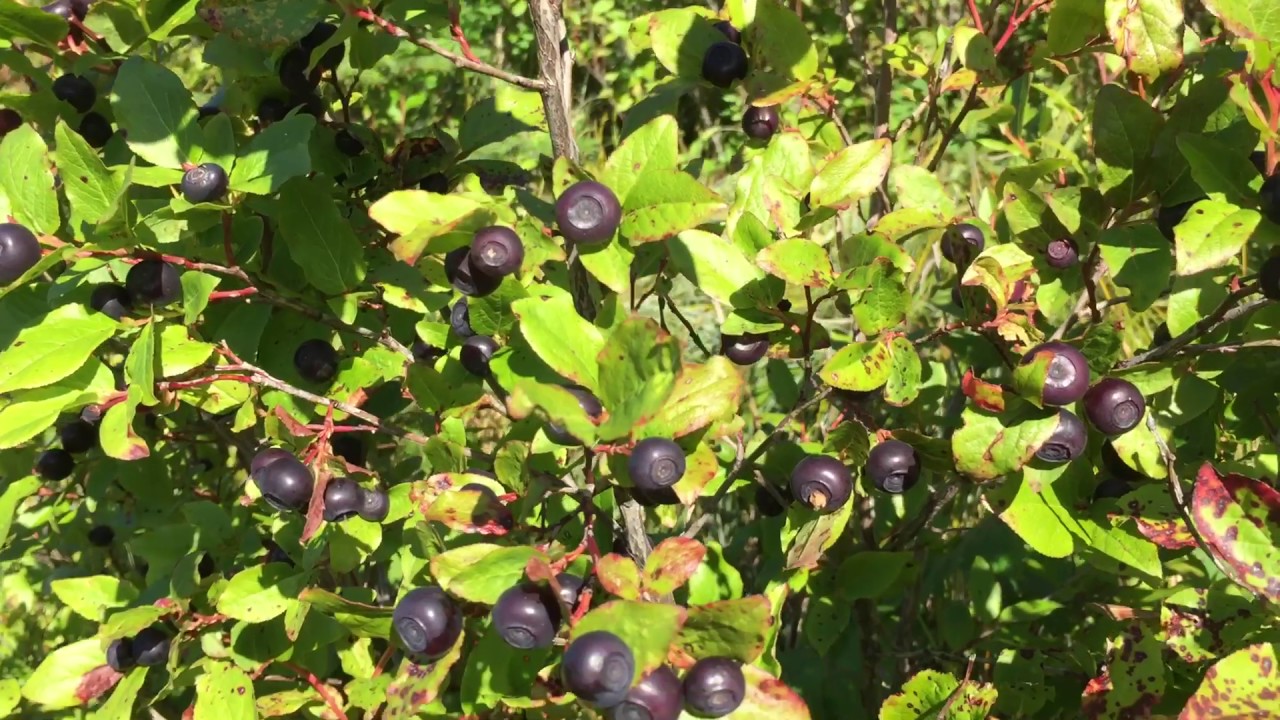 រ៉ាវី Ravy Video 2016 - YouTube