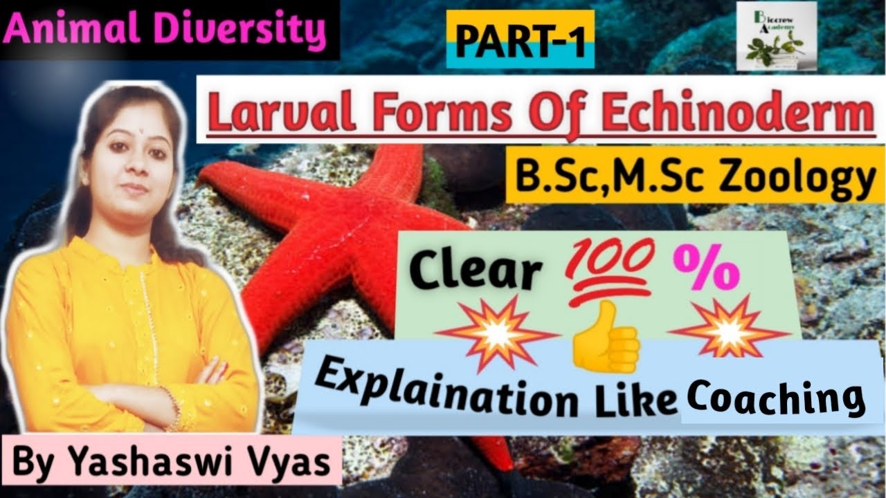 Forms Of Echinodermata Larva(Part-1):Larva Of Echinoderms#Bsc# ...