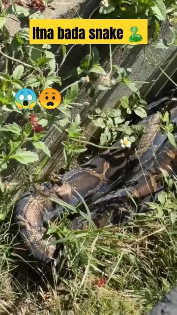 Itna bada snake 🐍 #viralvideo #souravjoshivlogs #minivlog #vlog # ...