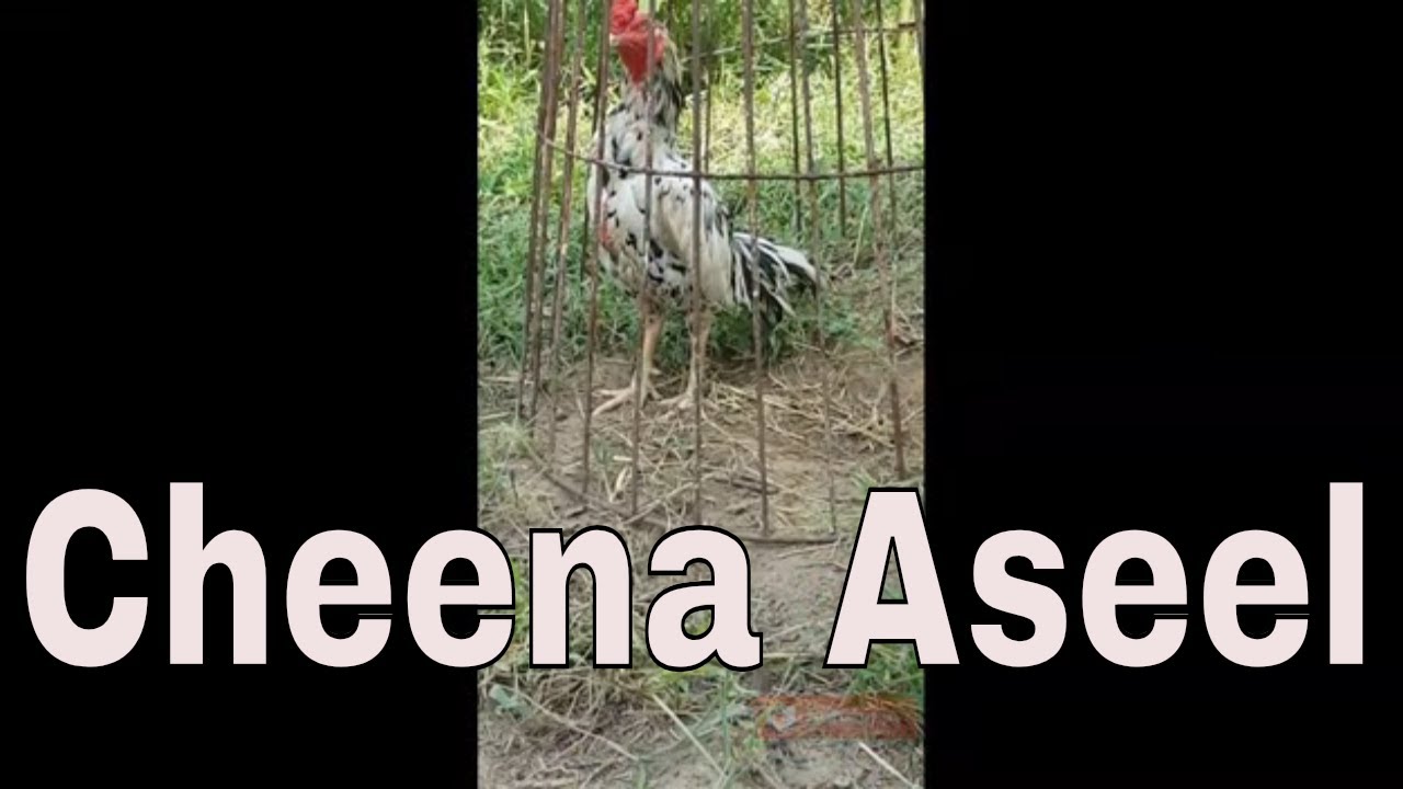 Cheena Aseel Murga Beautiful Aseel Patha Check OUT - YouTube