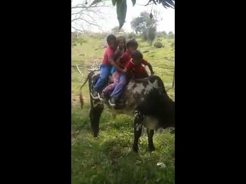 Children ride the cow! Haha - YouTube