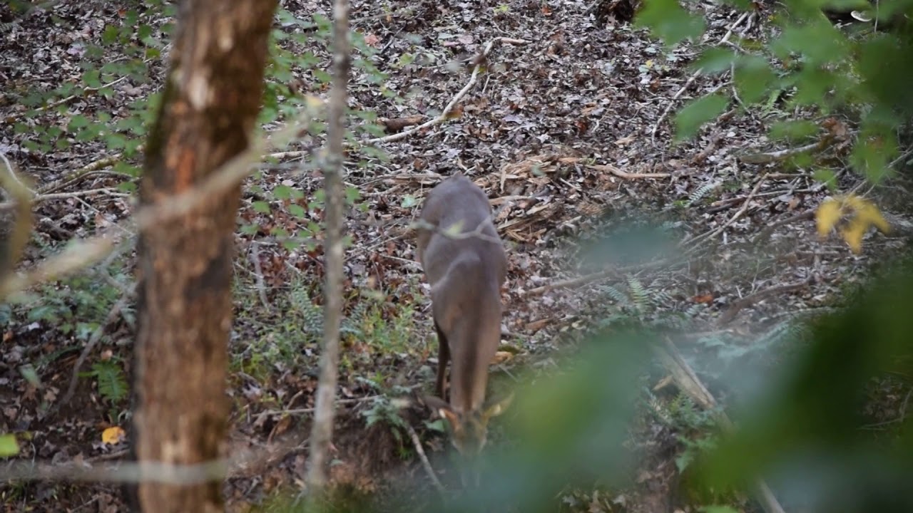 4 point turkey spur - YouTube