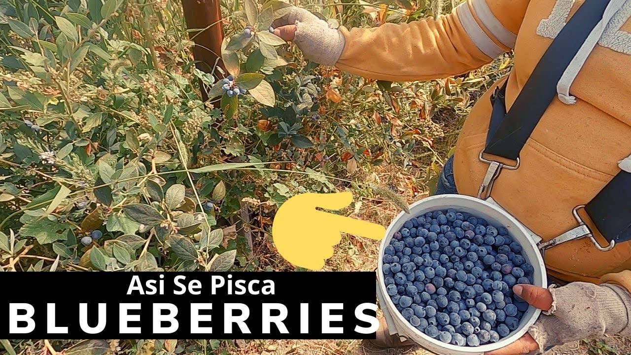 pisca De Blueberry California - YouTube