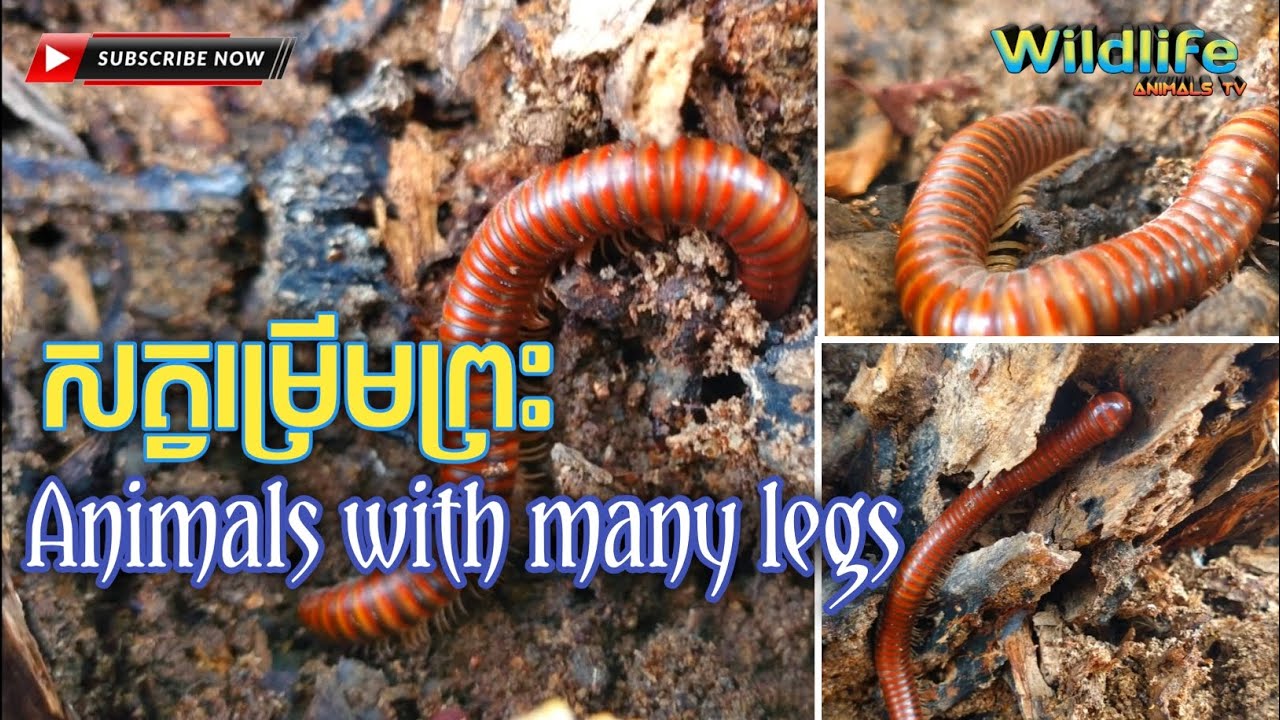 សត្វម្រើមព្រះ Animals With Many Legs amazing life of Asia animals 2024 ...
