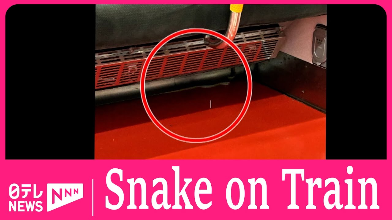 Snake found on train on Tokyo's Yamanote loop line - YouTube