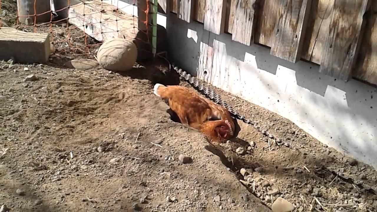 Huhn im Sandbad - YouTube