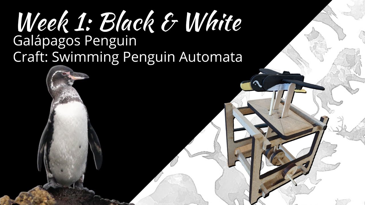 SRP 2021: Galápagos Penguin Automata (Reading Colors Your World Week #1 ...