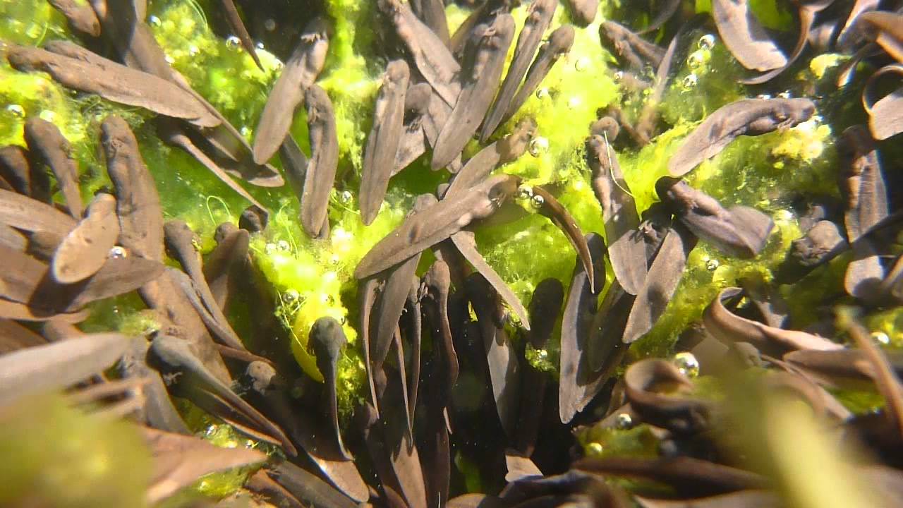 tadpole movie - YouTube