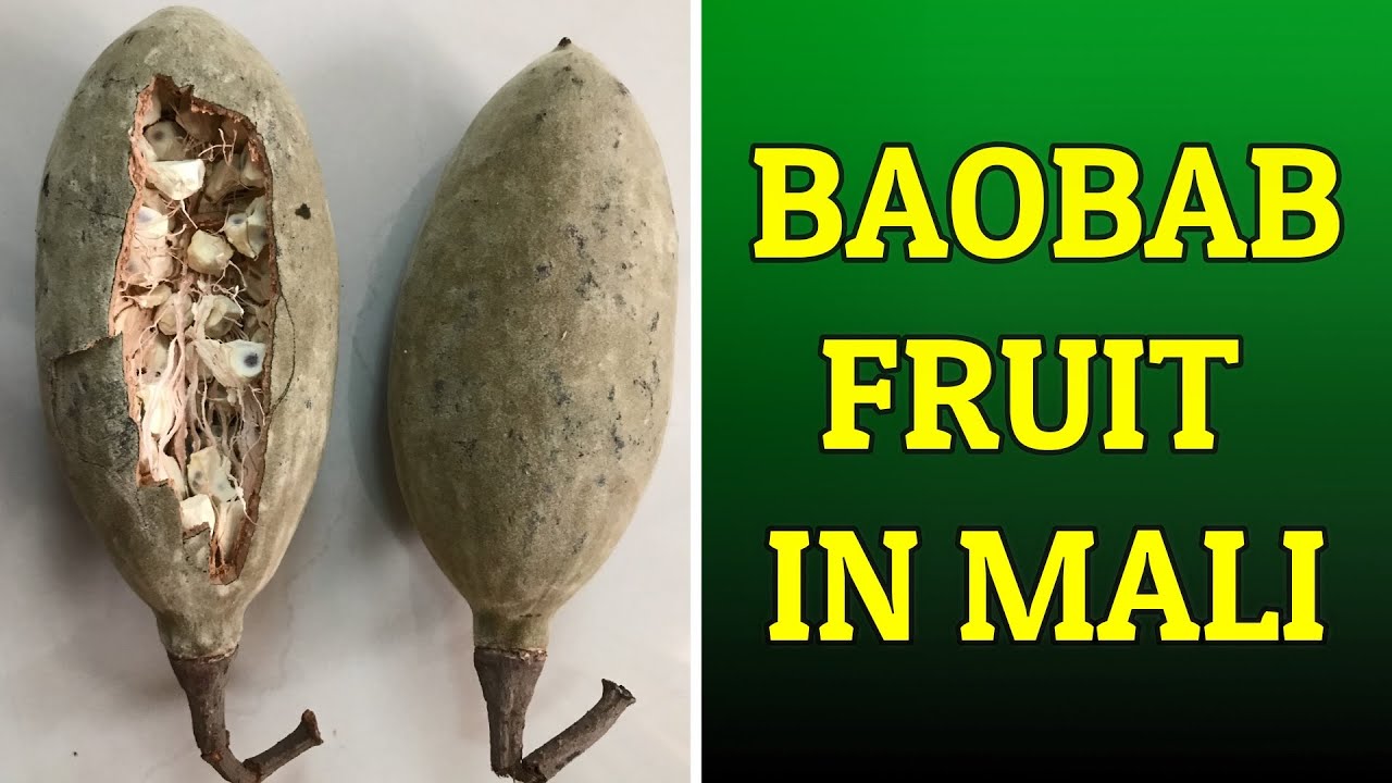 The Baobab Fruit In Mali - YouTube