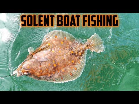 Solent boat fishing, plaice, blonde rays, hounds and conger eels - YouTube