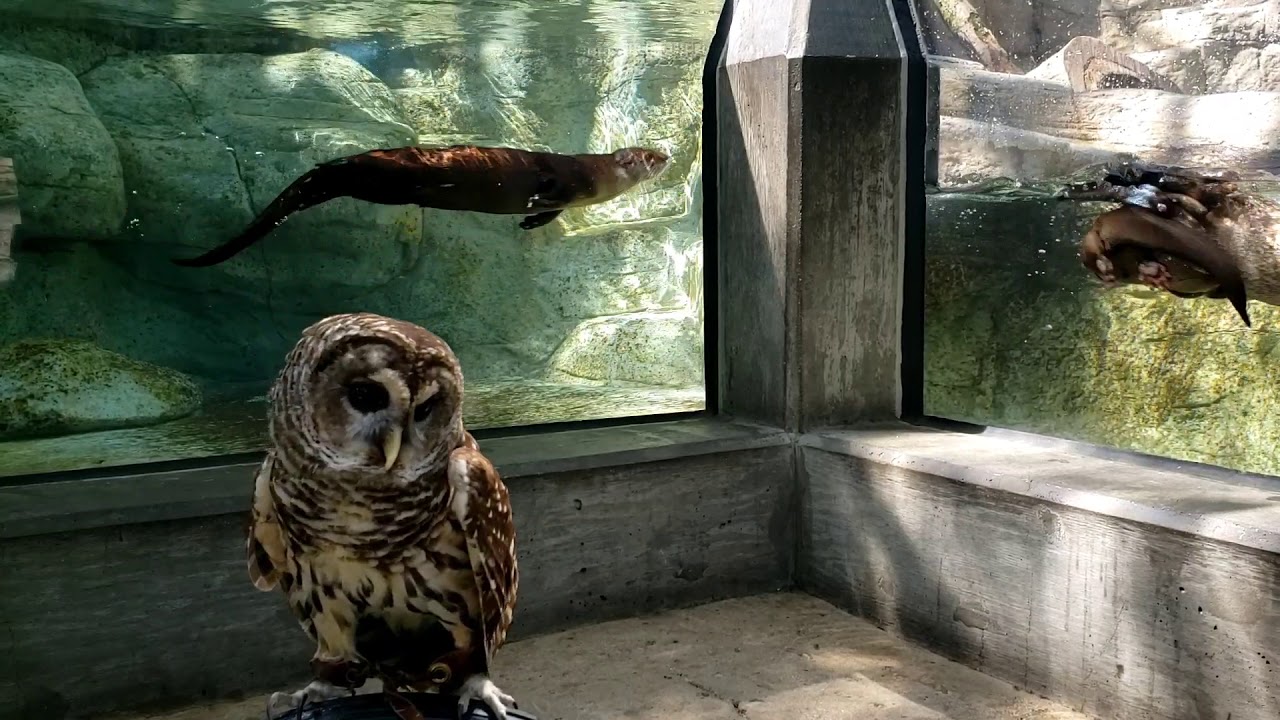 Owl Meets Otters - YouTube