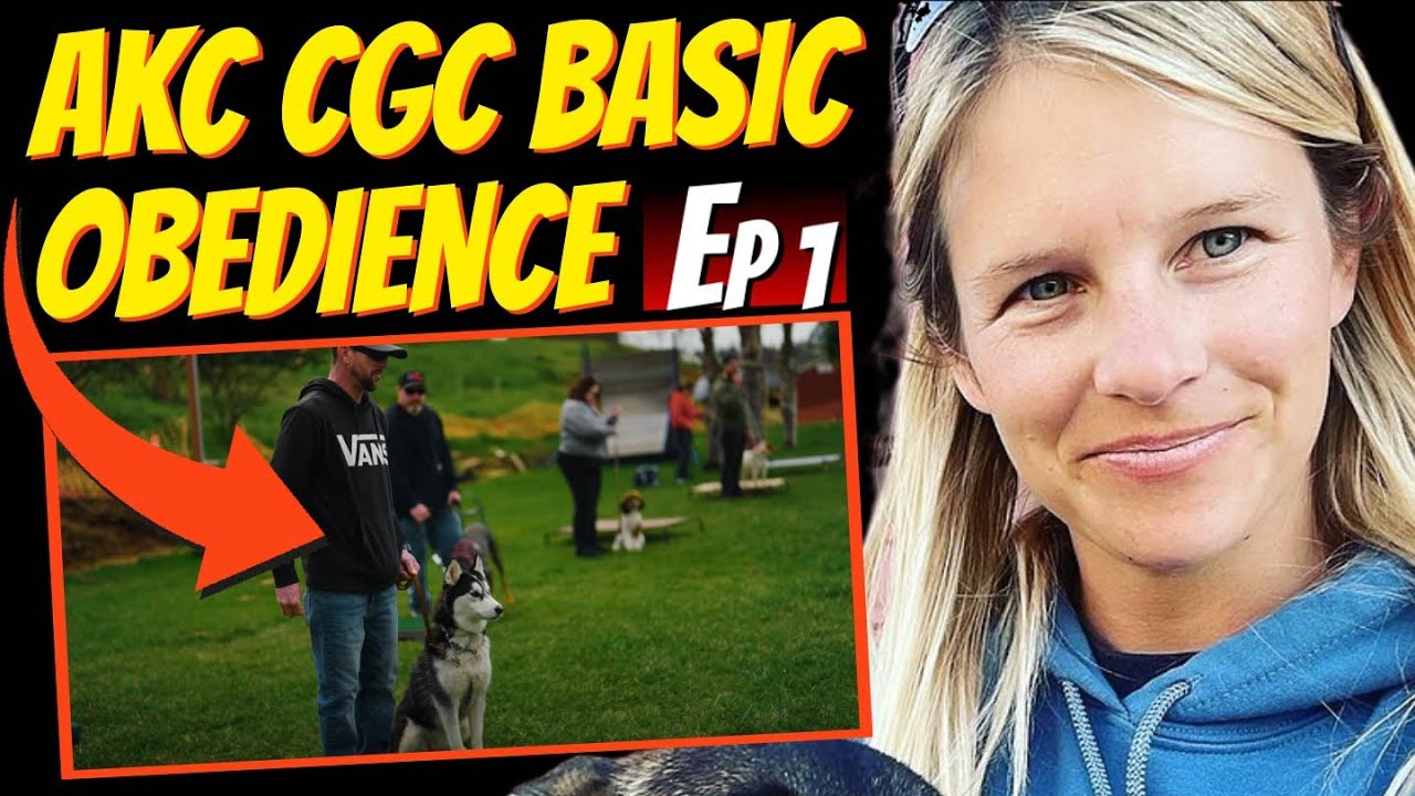 Ace the AKC Canine Good Citizen Test with These Expert Dog Training ...