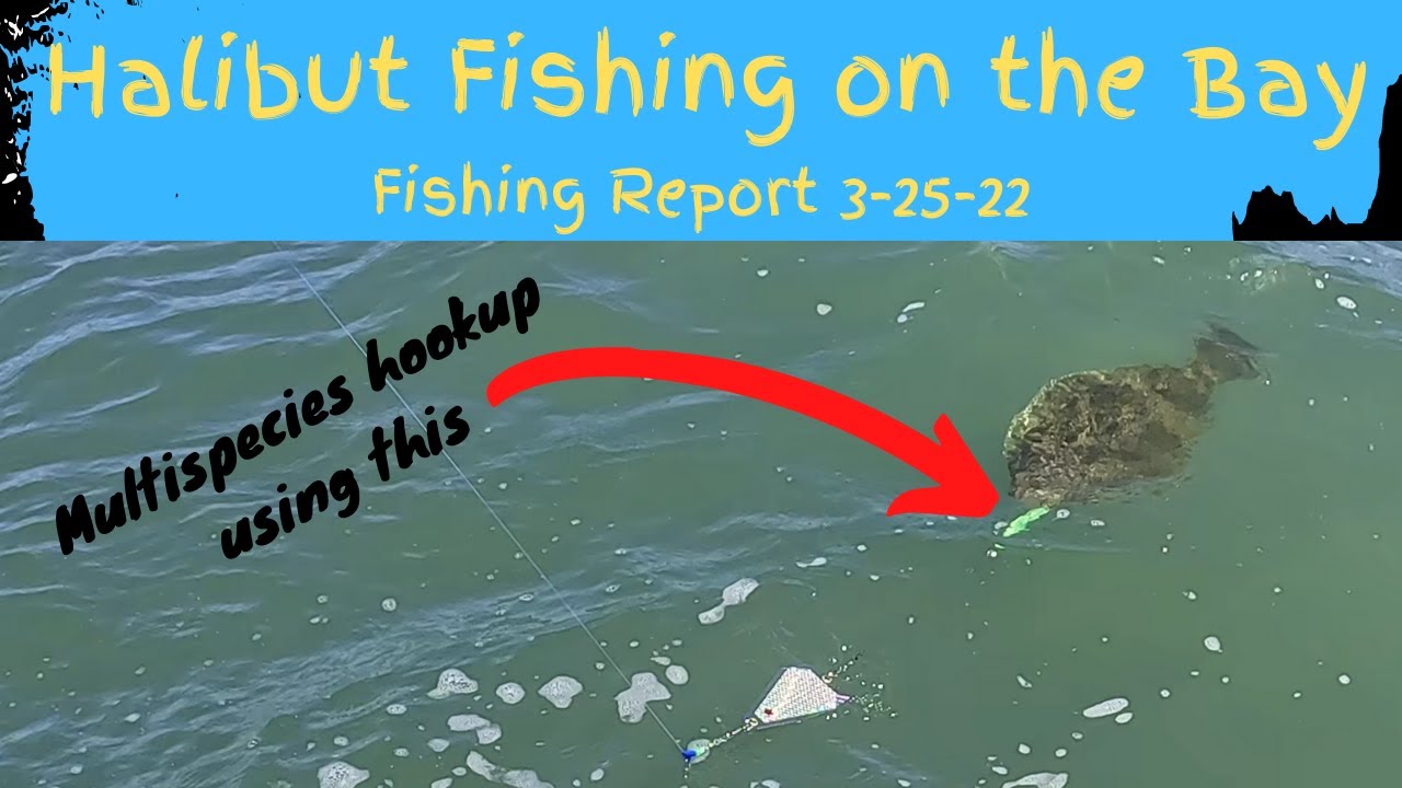 Halibut Fishing on the Bay (Coyote Point) Multispecies Hookup - YouTube