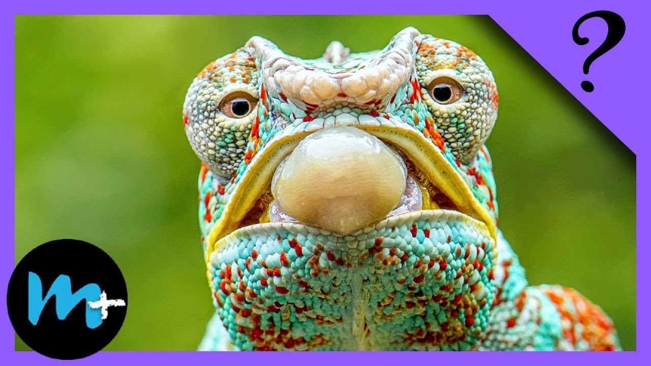 Top 10 ANIMALI che si MIMETIZZANO in MODO ASSURDO! - YouTube