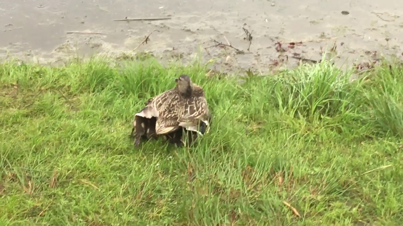 mom duck protect baby ducks from rain with her wings - YouTube