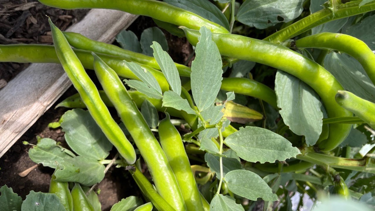Sowing my first Broad Beans for 2023. - YouTube