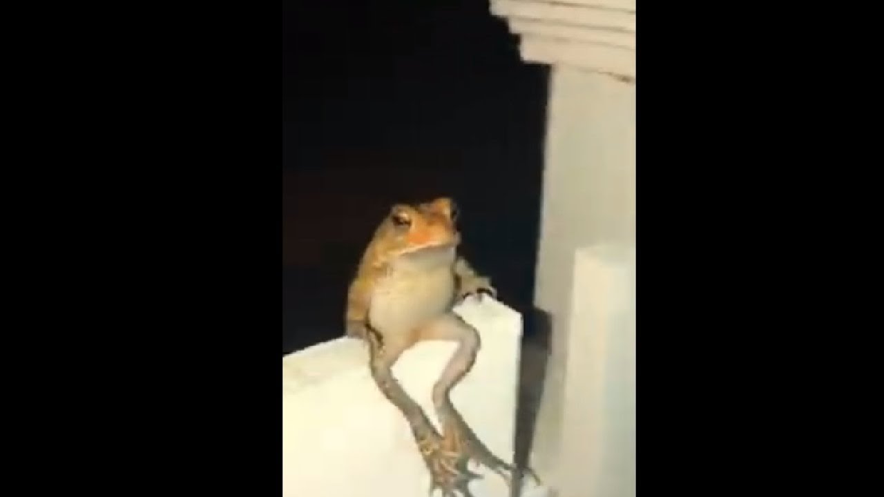 Frog Does A Flip Off A Fence After A Guy Tells Him - YouTube