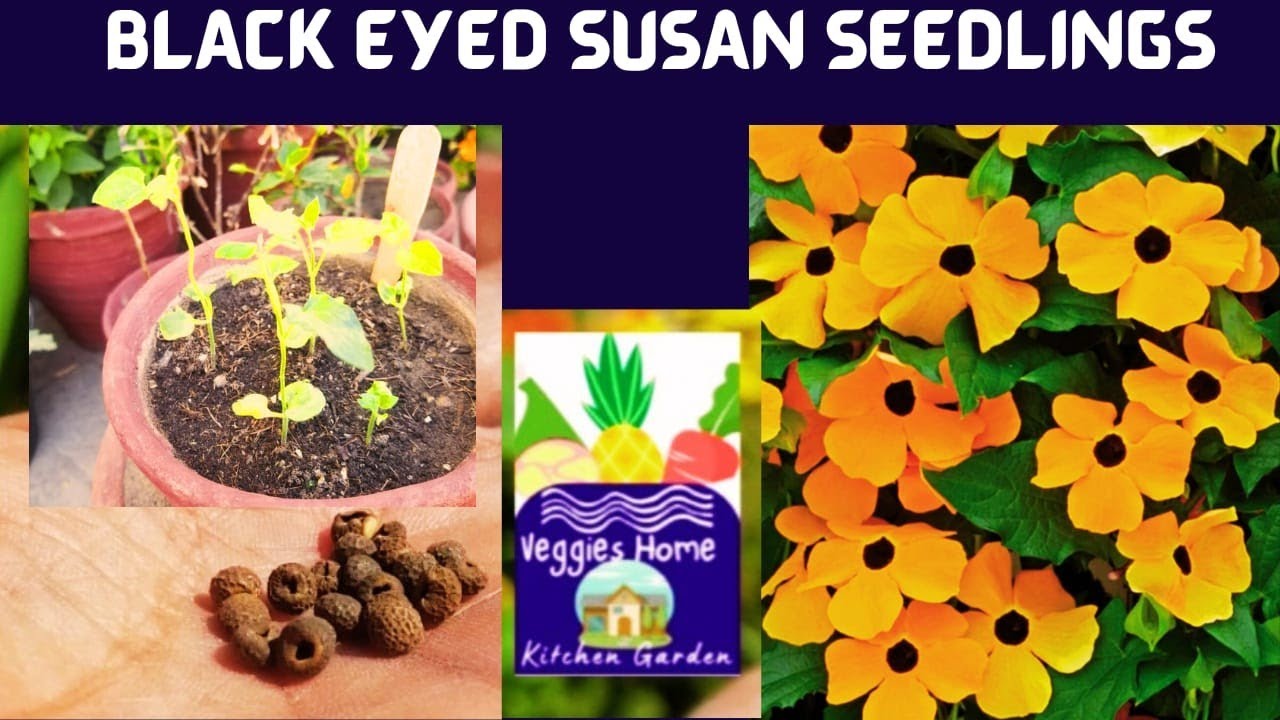 Black Eyed Susan Transplant