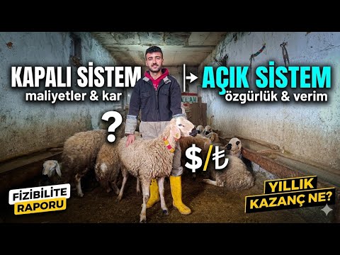  100 Koyun Yılda Ne Kadar Kazandırır? 🚀(Açık ve Kapalı Sistem Karşılaştırması) Maliyeti Hesapladım