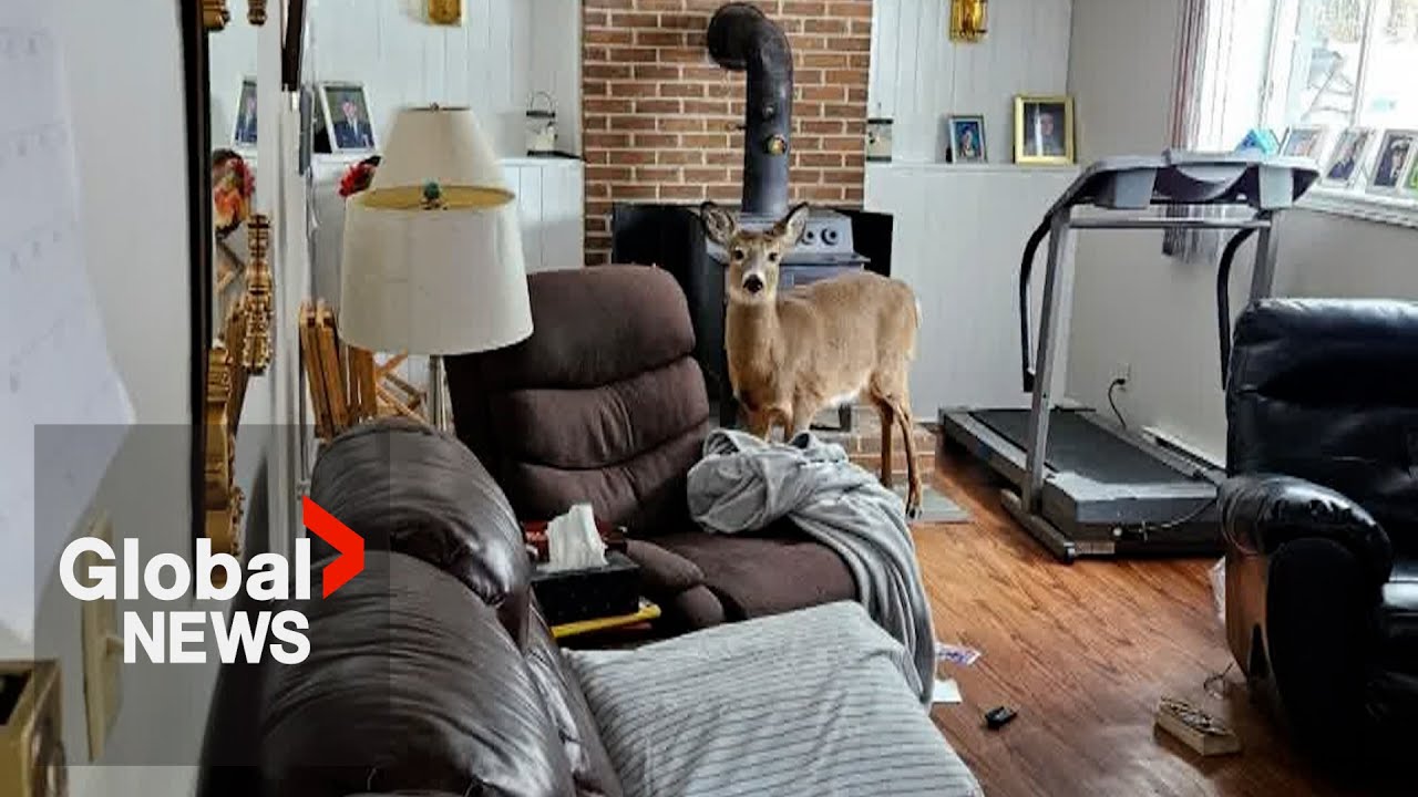 Deer leaves trail of destruction after breaking into couple's home in ...