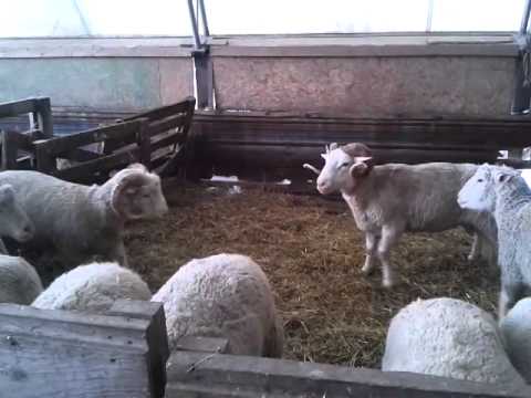 Rams Fighting - YouTube