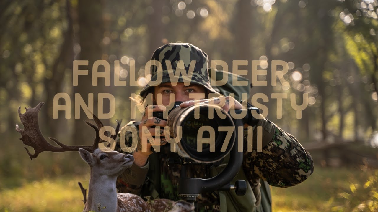 Fallow Deer with my trusty Sony a7iii and 200-600mm Sony lens. | Irish ...