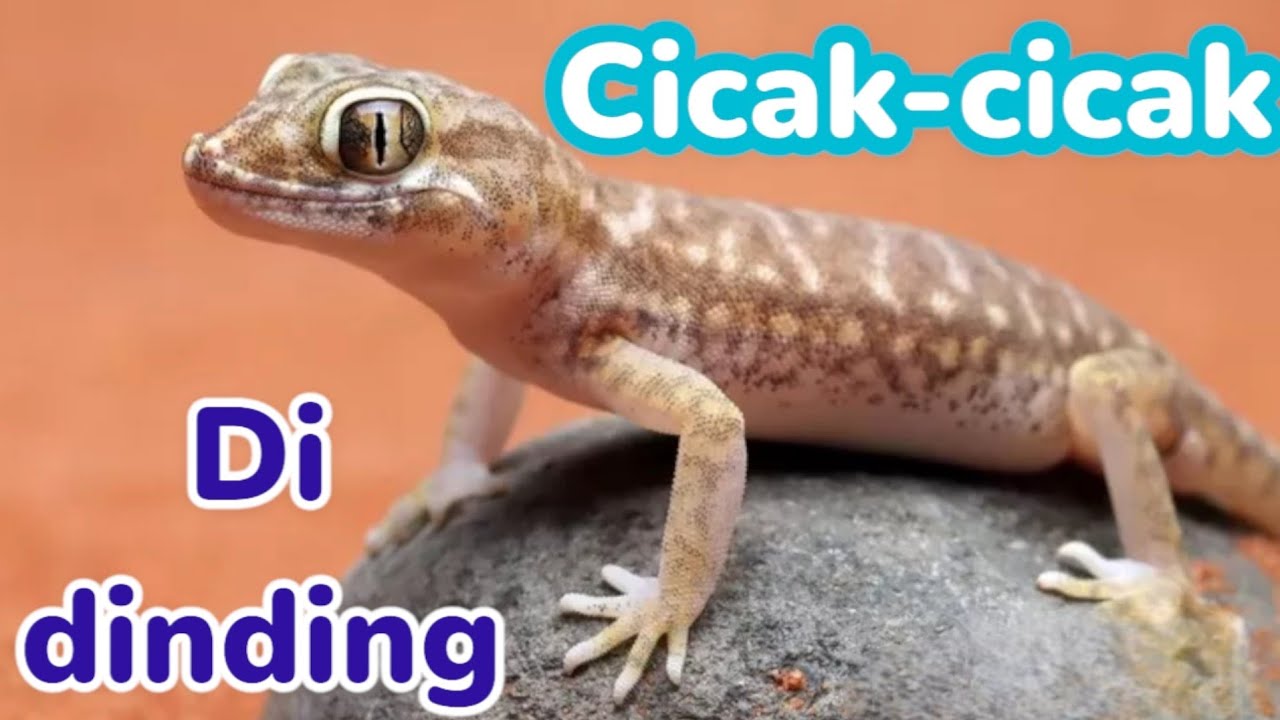 lagu anak-anak populer cicak-cicak di dinding - YouTube