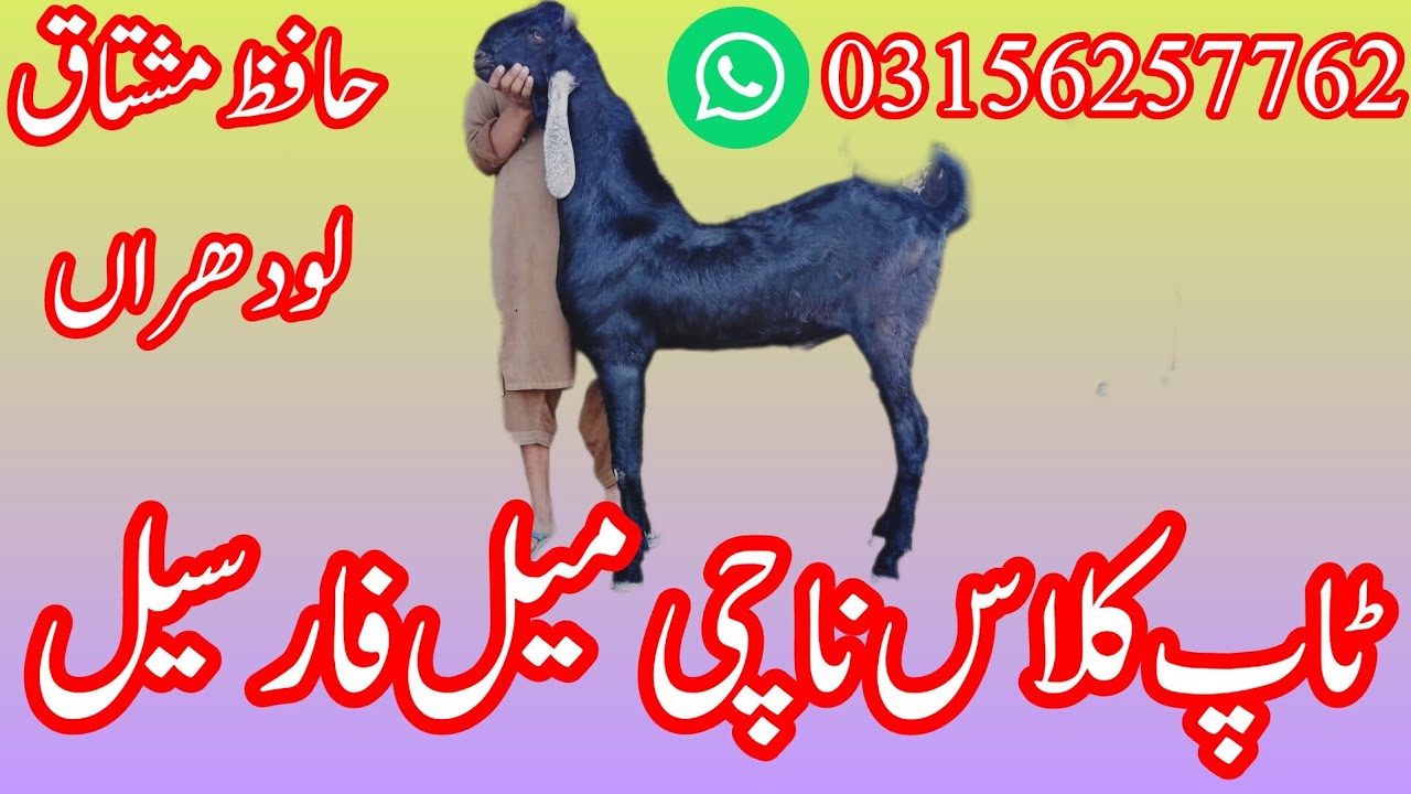 Nachi Goat Male for Sale || Nachi Goats || Goats || Hafiz Mushtaq Nachi ...
