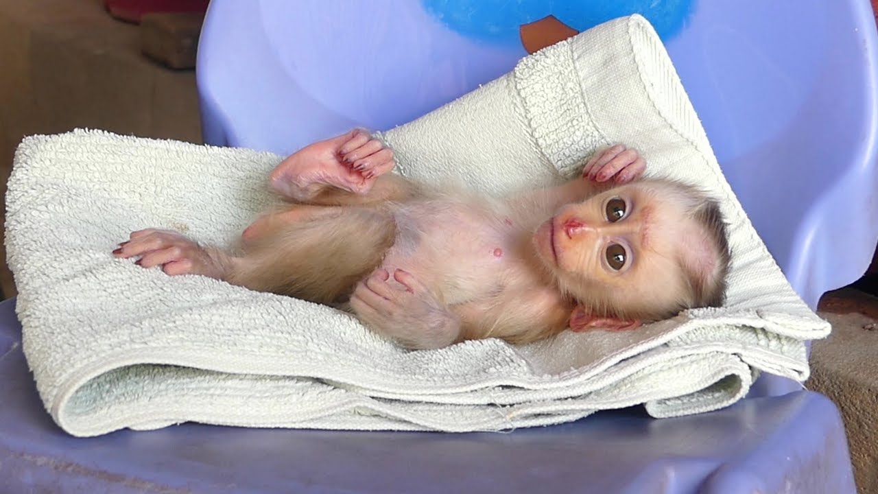 Small Baby Elan Sleep On Chair Waiting Mom Mixing Warm Water - YouTube