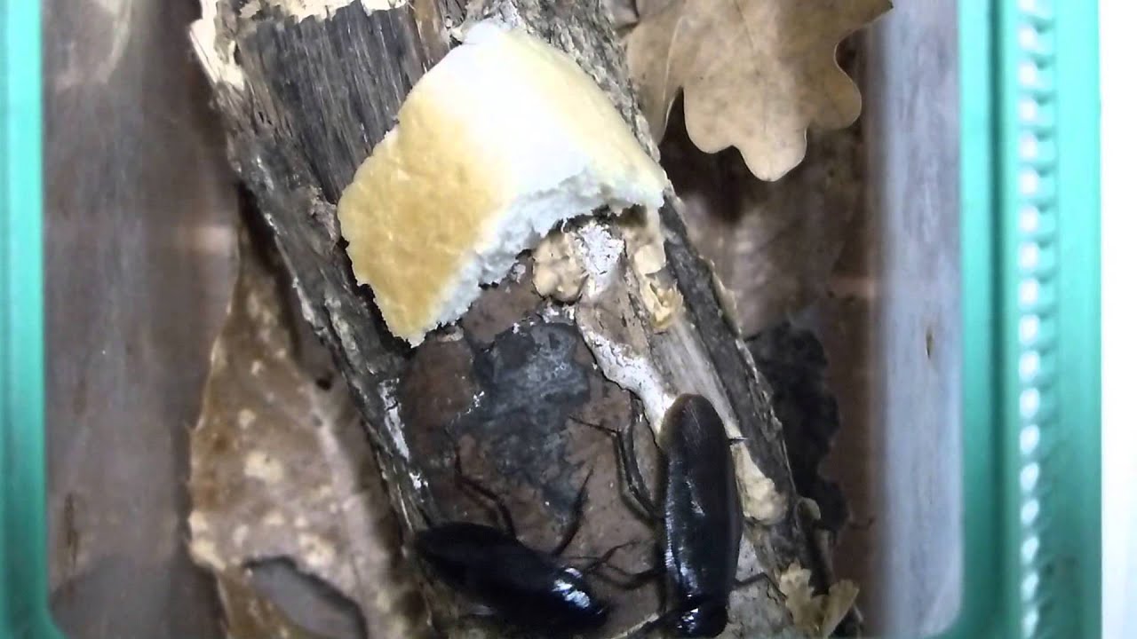 Japanese Cockroaches Fighting ヤマトゴキブリの夫婦喧嘩は蹴り合い！ - YouTube