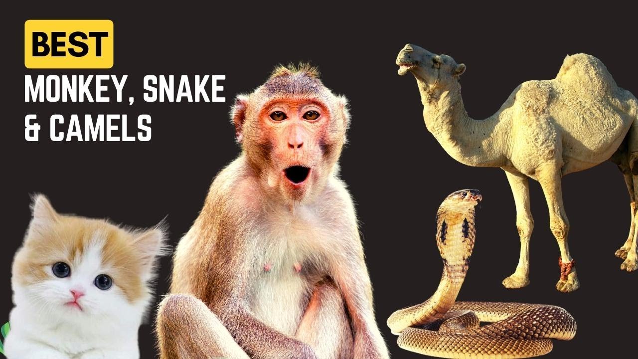 Sounds Of Animals, Familiar animals Monkey, Snake & Camel - YouTube