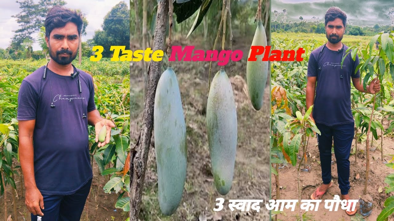 3 Taste Mango Ka Plant/ 3 स्वाद आम का पौधा# Call Whatsapp 8926405481 ...