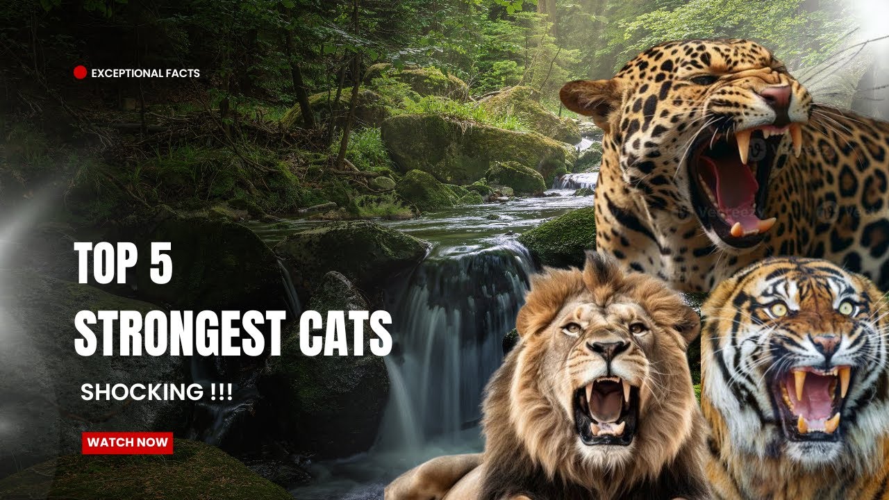 The Top 5 Strongest Cats! - YouTube