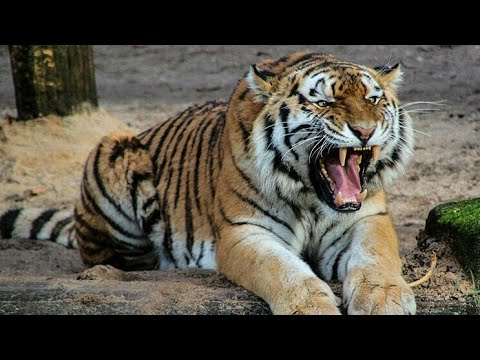 Kaplan Kükreme Ses Efekti 🐯
