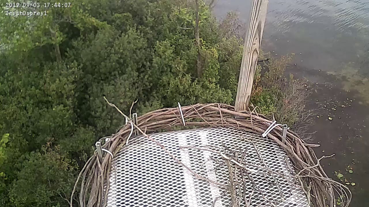 Irish Osprey Live Stream - YouTube