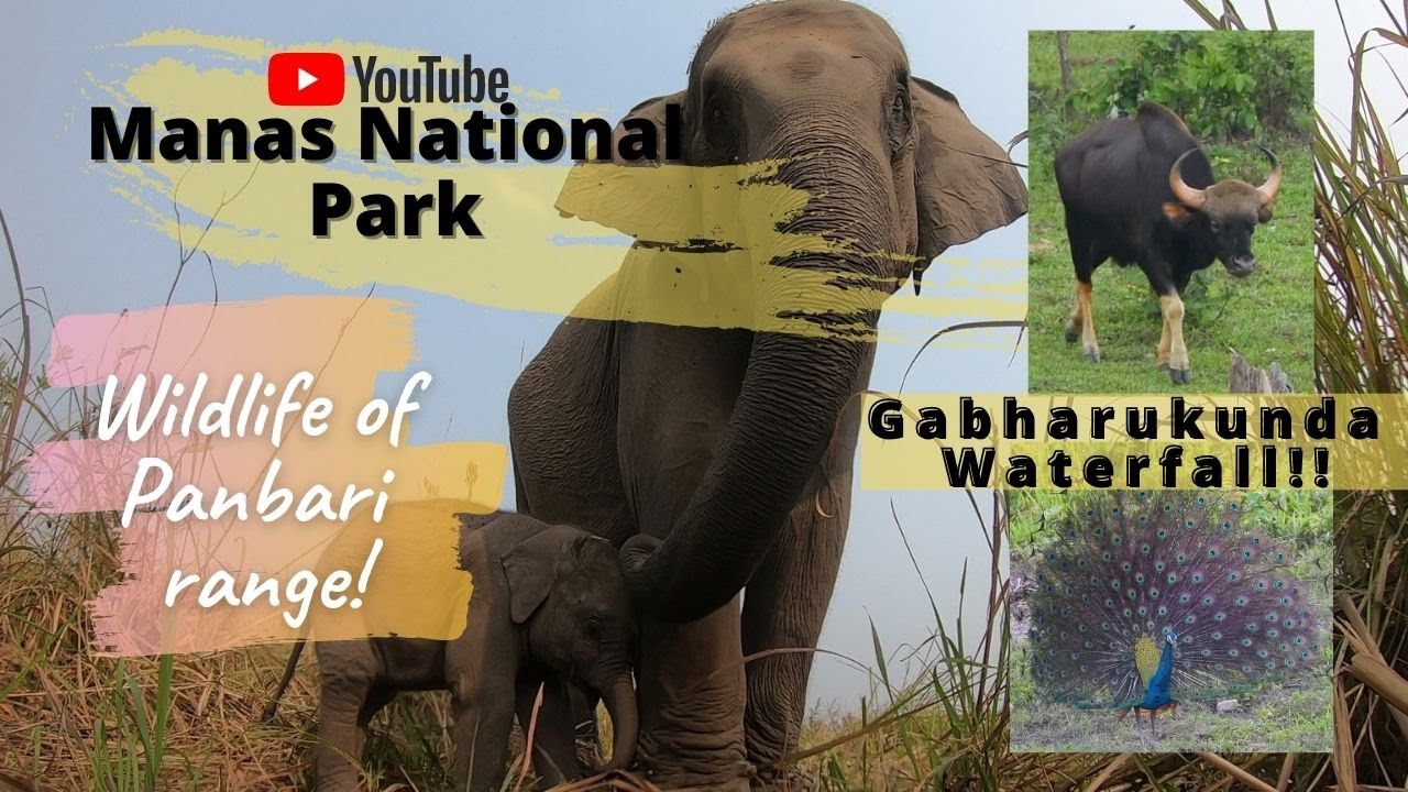 Panbari Range (Manas National Park) || Wildlife of Panbari Range - YouTube