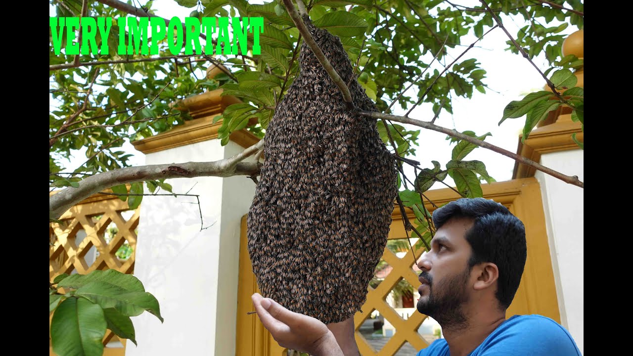 ഈ തേനീച്ചകളുടെ കാര്യം വളരെ വിചിത്രം!Apis Florea Honey Bee Colony - YouTube