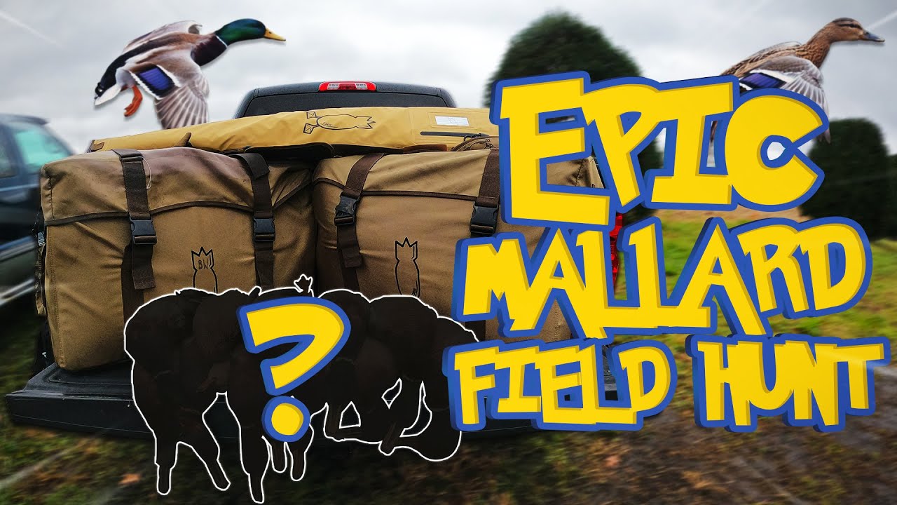 Epic Mallard Field Hunt, North Central IL - YouTube