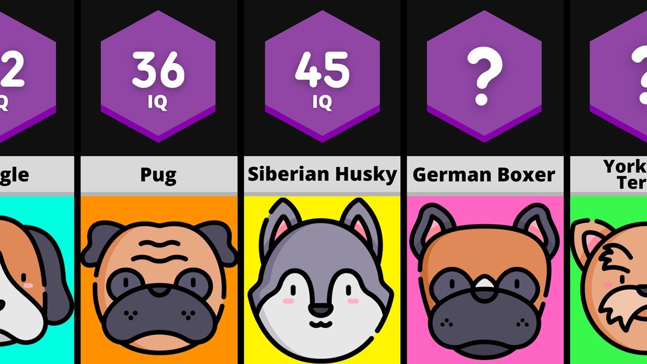 IQ Level of Different Dog Breeds | Comparison - YouTube